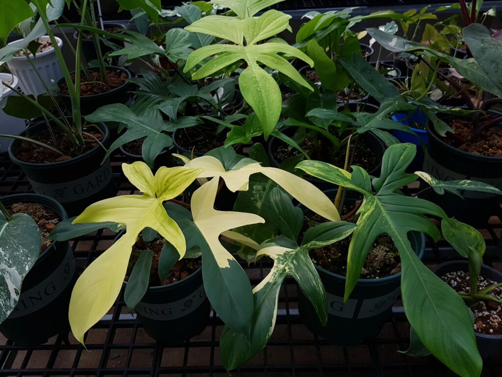 How to Care for Philodendrons 2025 | Complete Indoor Plant Guide ...